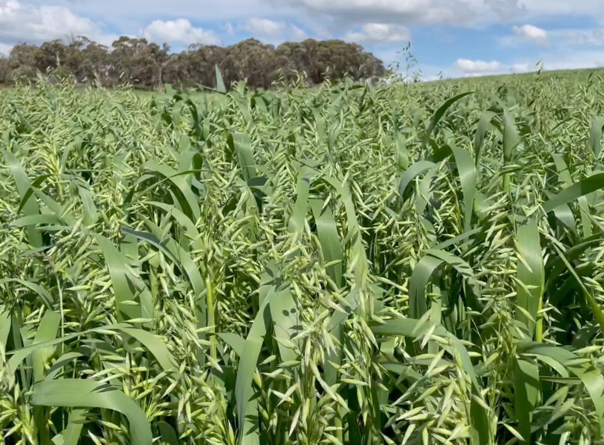 What is the difference between Traditional Oats and Certified Organic ...